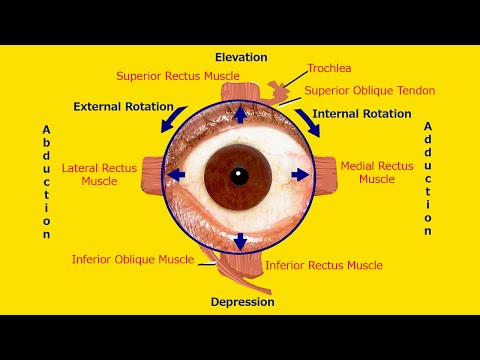Blindness Prevention Remedial: Power of Eye Exercises and Nutrients for ...