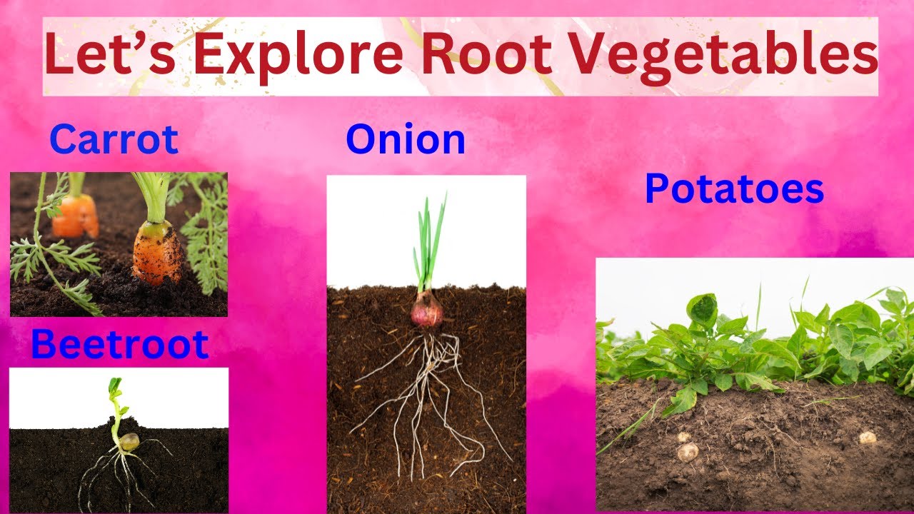 Vegetables that grow Beneath The Earth's Bounty : Exploring Root ...
