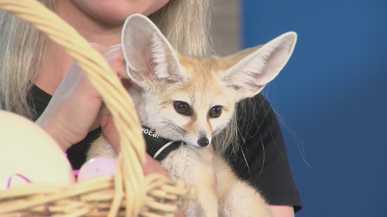 Wildlife World Zoo shows off Fennec fox - YouTube