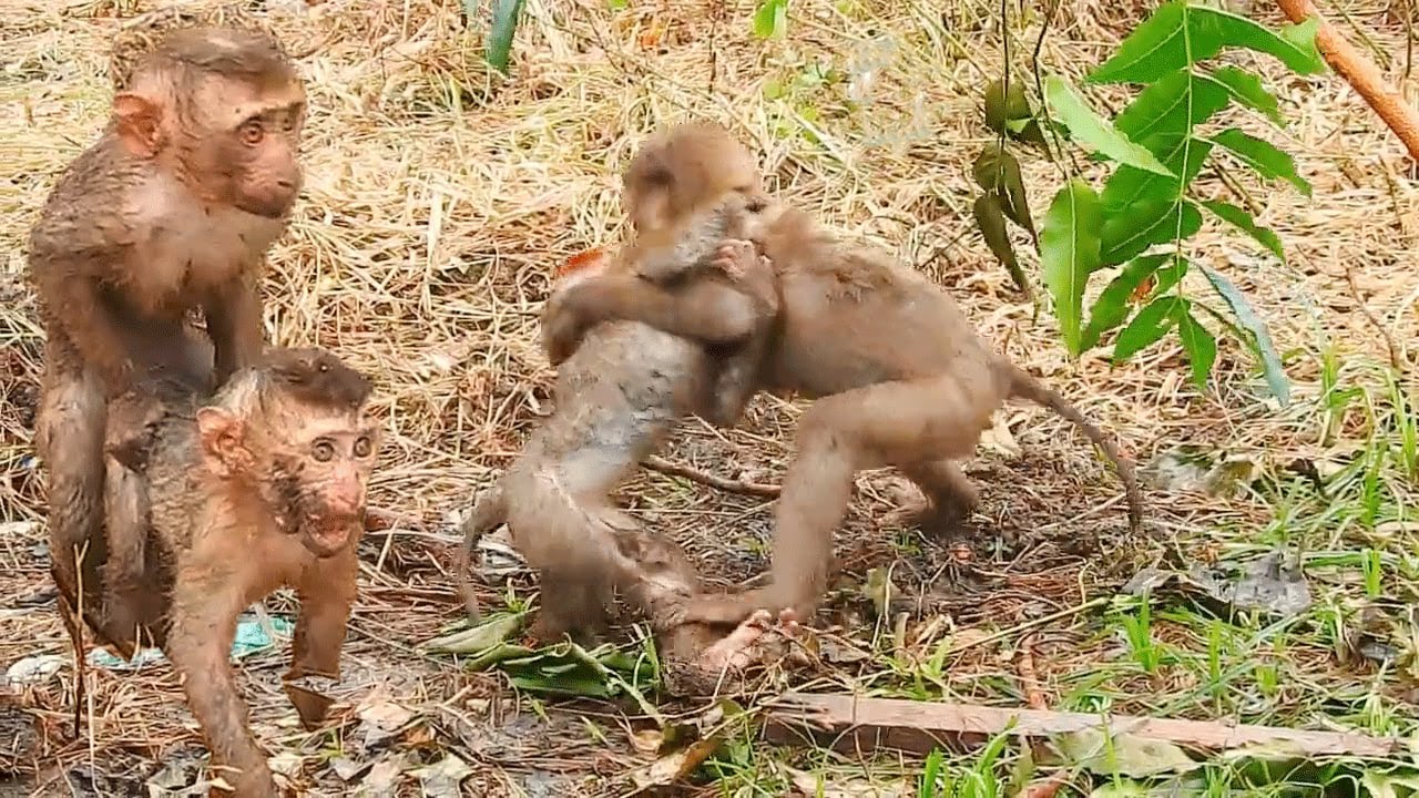 The two monkeys look dirty after the rain, and they hug and build friendships - YouTube