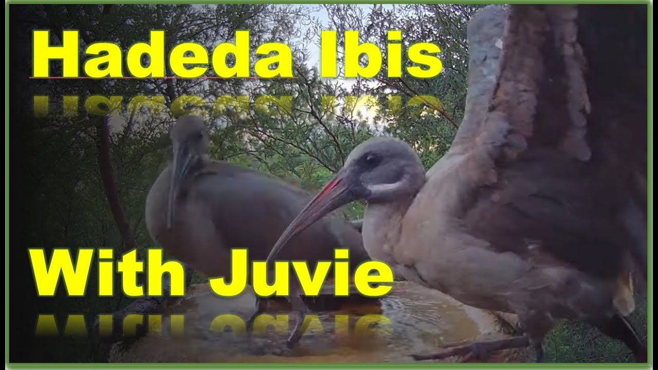 Hadeda Ibis with Juvenile - YouTube