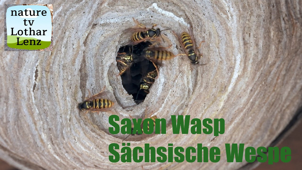 Saxon wasp observations. Sächsische Wespen am Nest. - YouTube