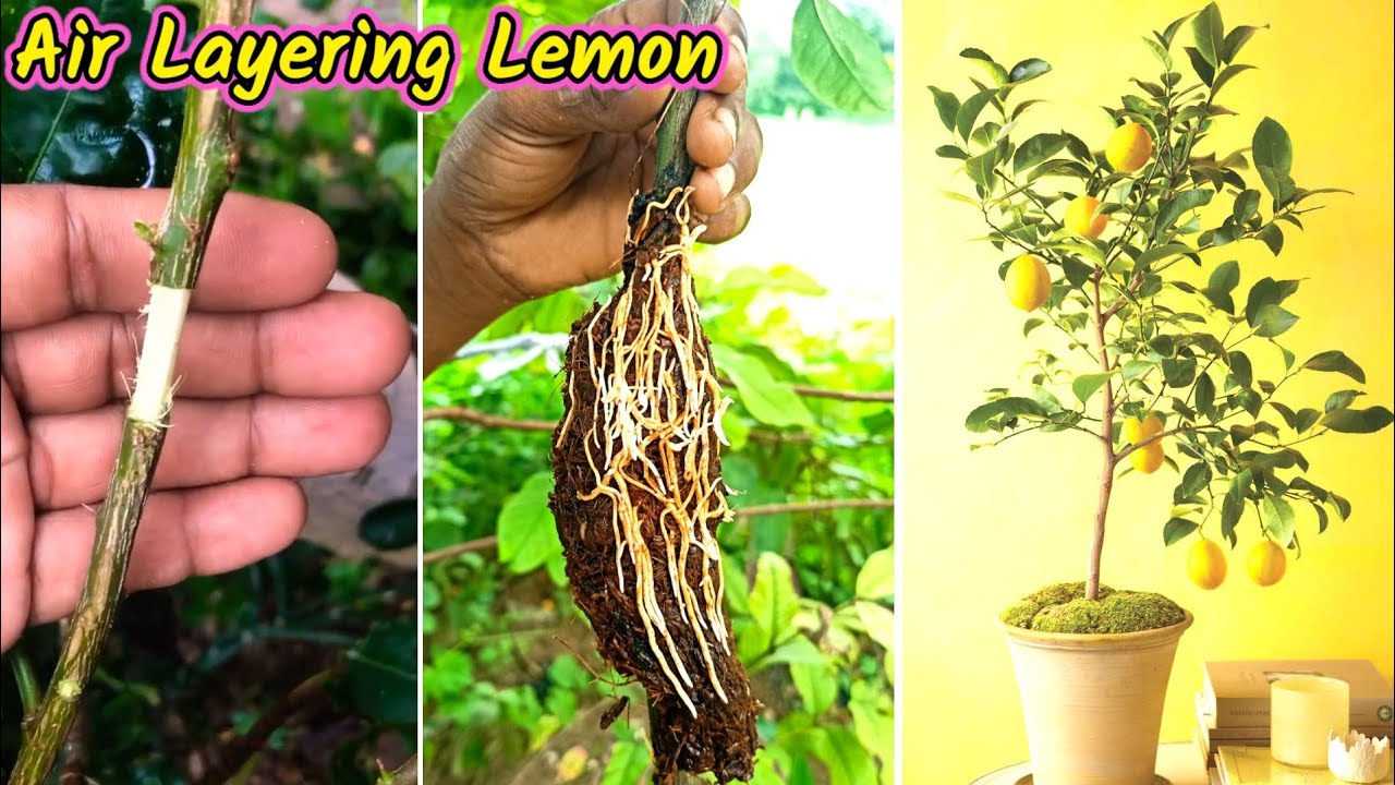 Unique technique grafting lemon plant | Lemon plant air learning full ...