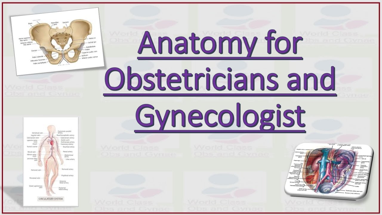 Anatomy for Obstetricians and Gynecologists . - YouTube