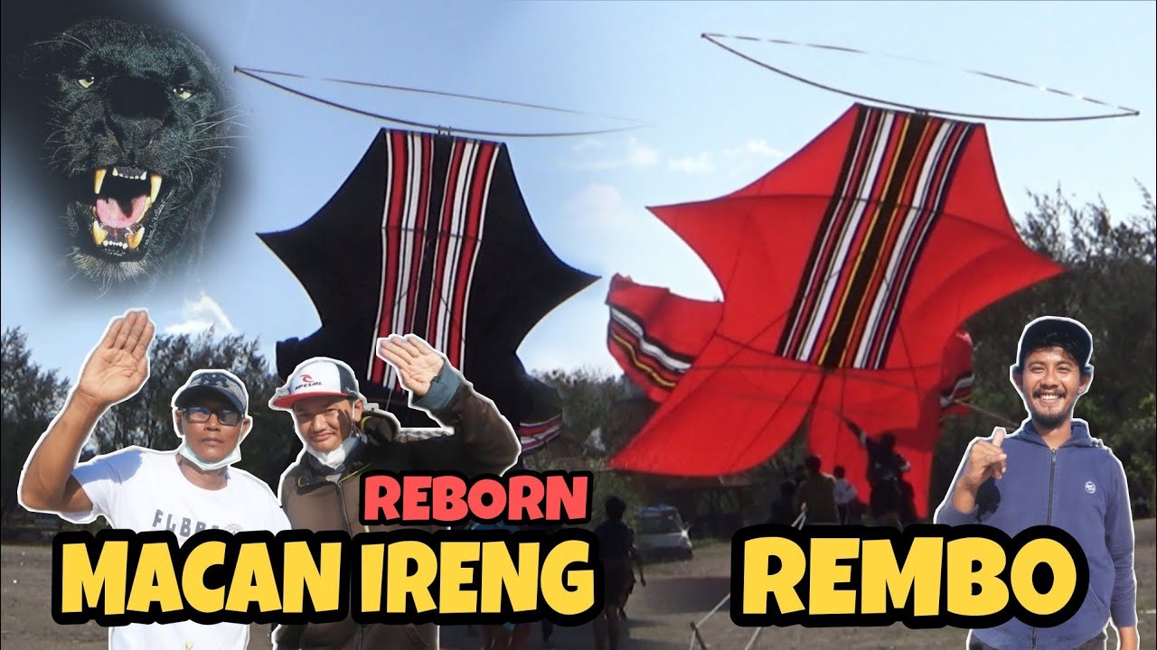 BEBEAN BIG SIZE MACAN IRENG DAN REMBO TEST FLY PERSIAPAN LOMBA DENPASAR ...