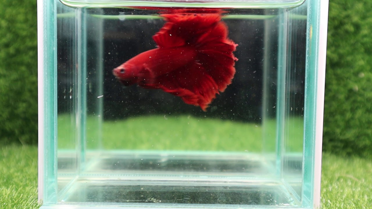[268_A3]Live Betta Fish High Quality Male Super Red Chili HM 📸Video ...