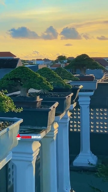 🔥🔥🔥 Tiada LAWAN MENYALA BOSKUH 🔥🔥🔥 SANCANG BIKIN NGILER || Mr. Crish ...