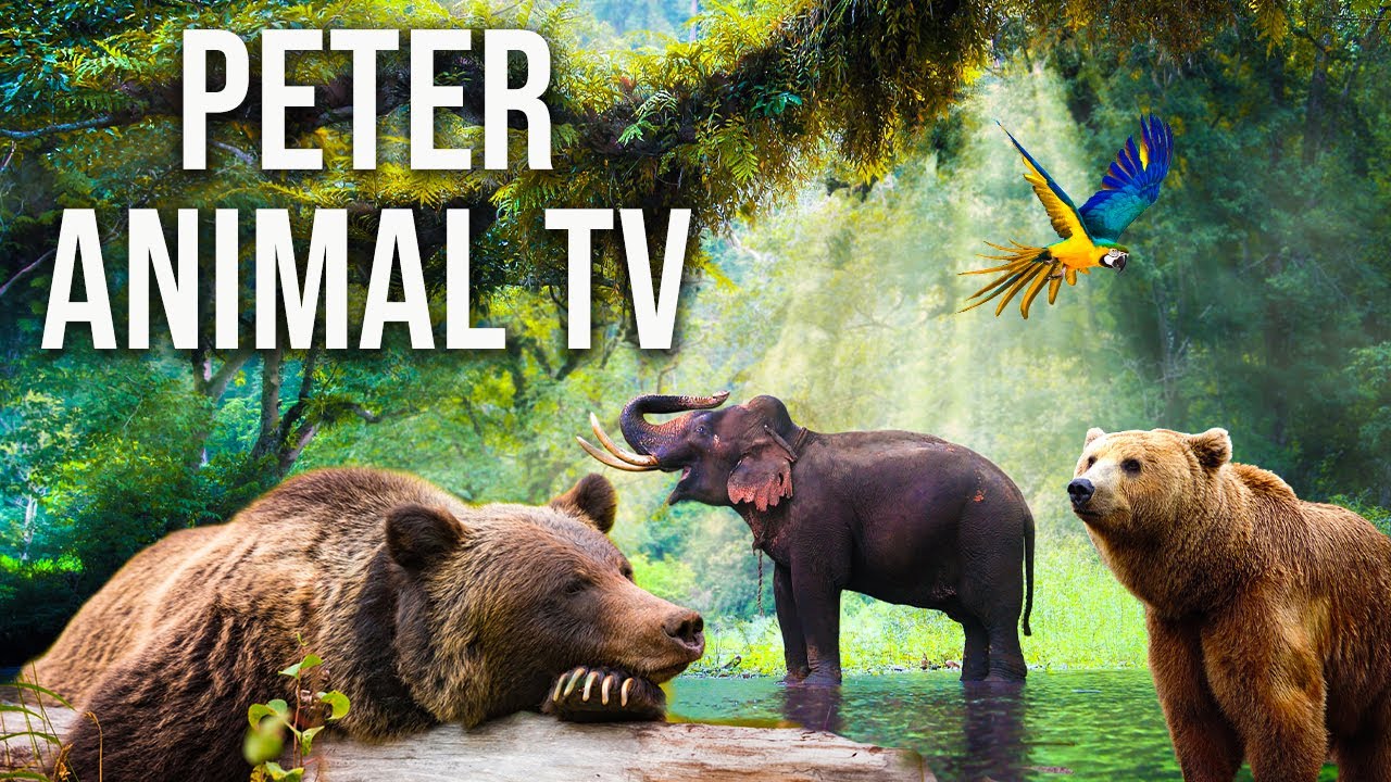 Amazing Animal Moments in the Green Nature - YouTube