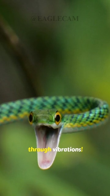 How Do Snakes Hear Without Ears? Fascinating Snake Facts - YouTube