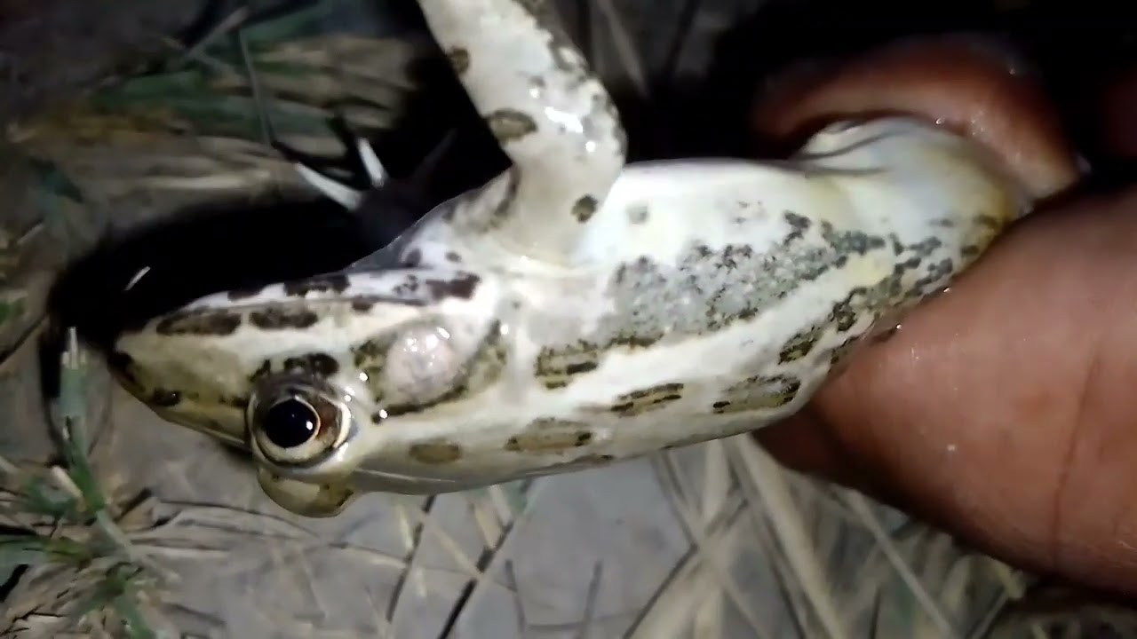 Bullfrog rainbow frog frog sound - YouTube