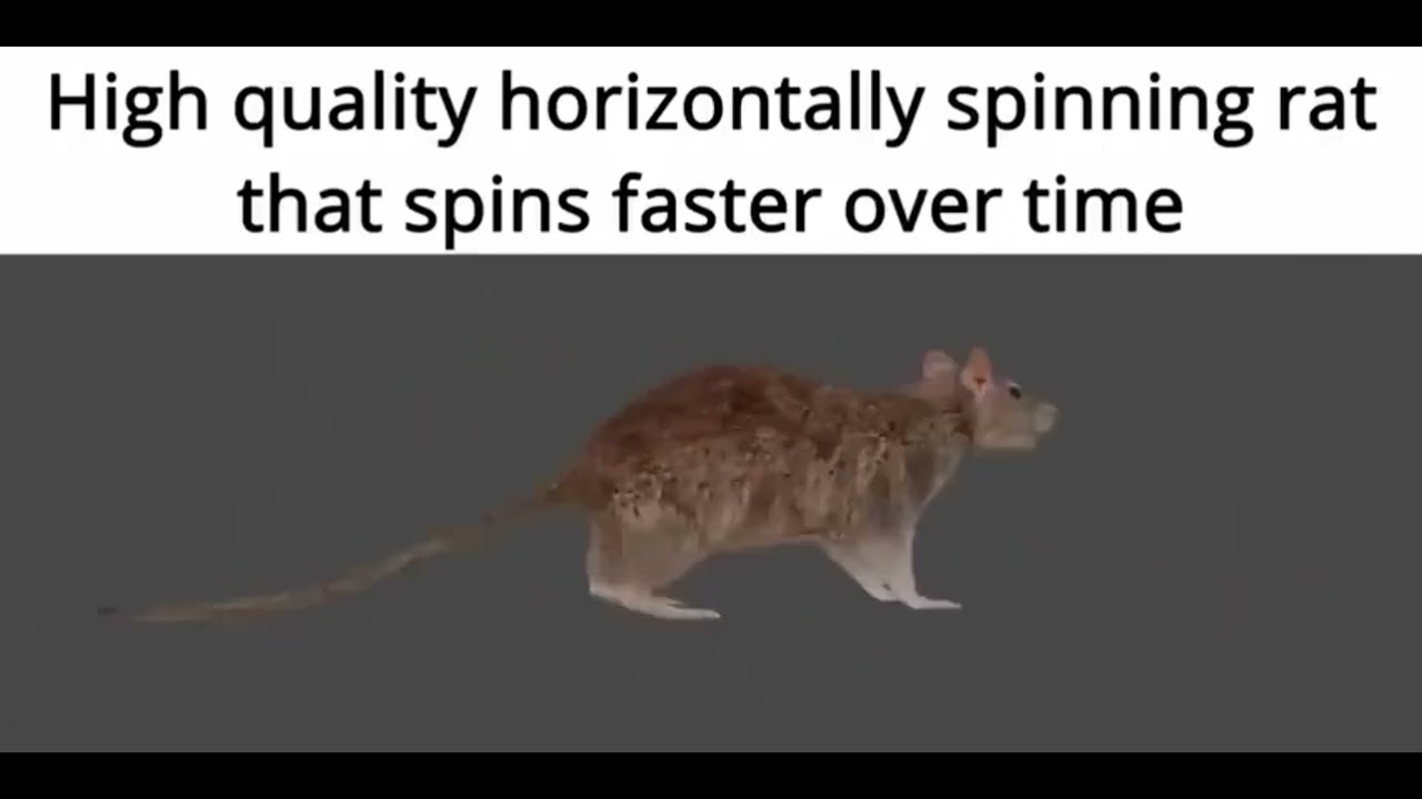 Rat spinning horizontally but getting faster - YouTube