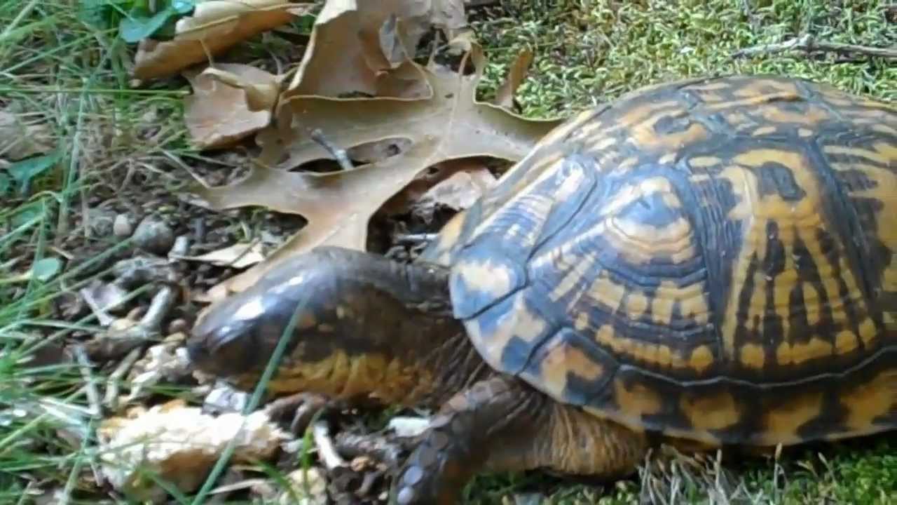 Close Up Of Turtle Eating - YouTube