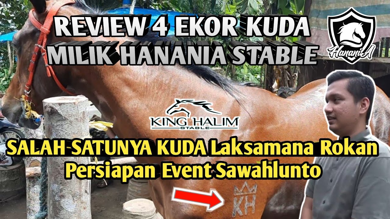 Kuda Hasil Peternakan KING HALIM STABLE ‼️ ADA DI SUMATERA BARAT. MILIK ...