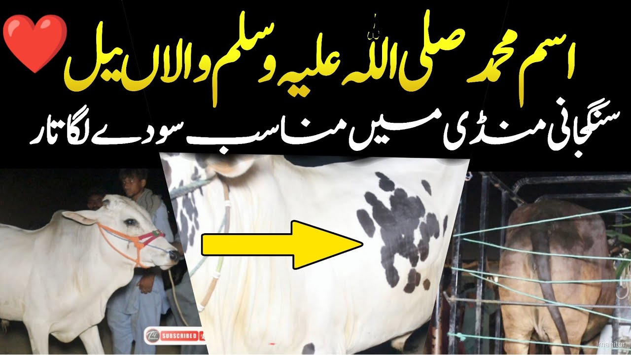 last update sangjani Mandi 2023 - bakra Mandi 2023 - live Bargaining ...