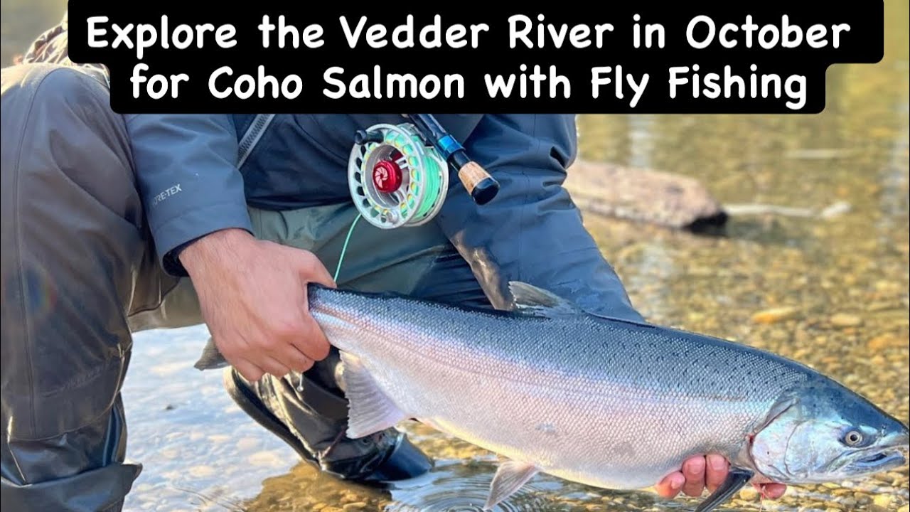 Explore the Vedder River in October for Coho Salmon with Fly Fishing ...