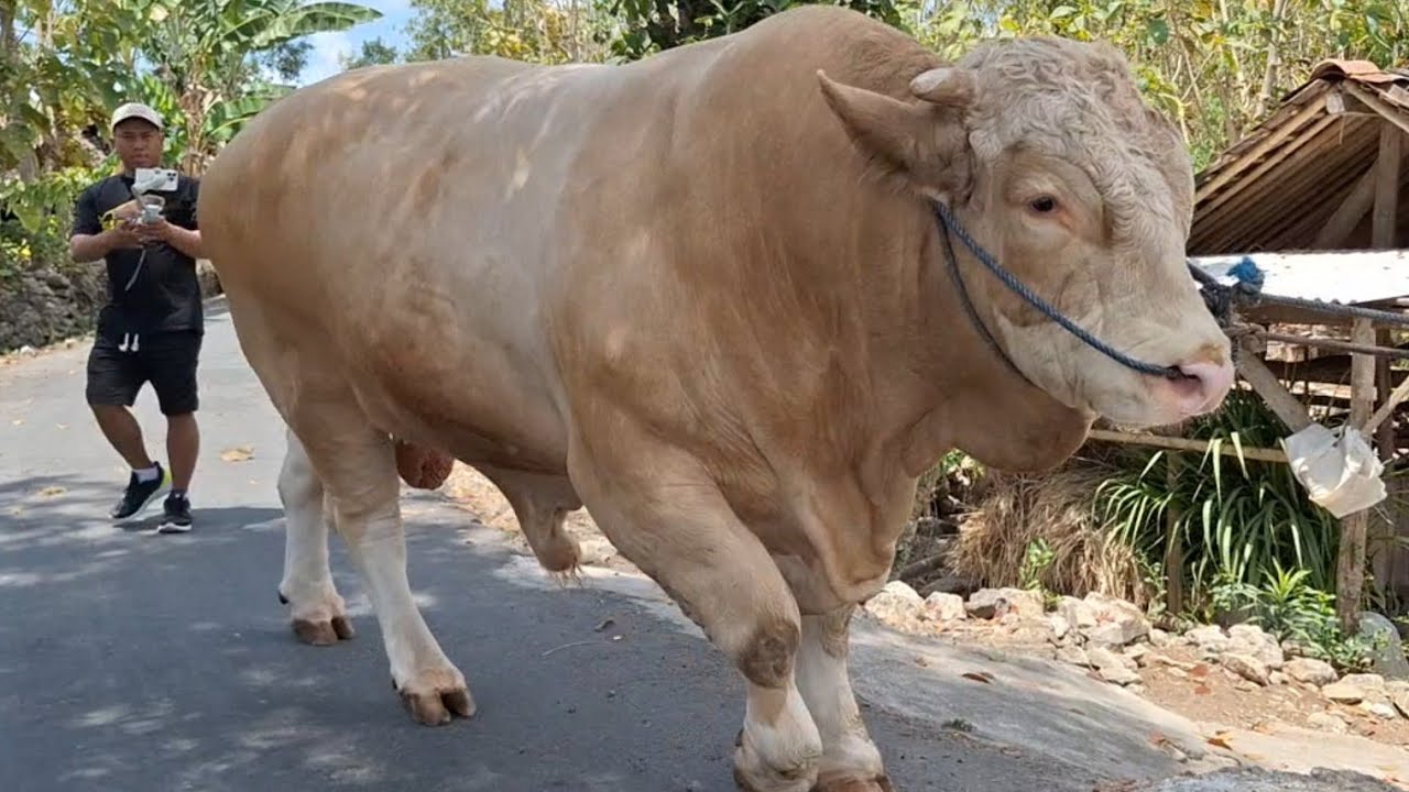 SAPI MONSTER UNIK SIAP TAMPIL DI KONTES‼️ - YouTube