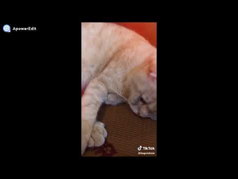 Tik Tok 😀gilmhercroes😉cat(kedi)funny videos