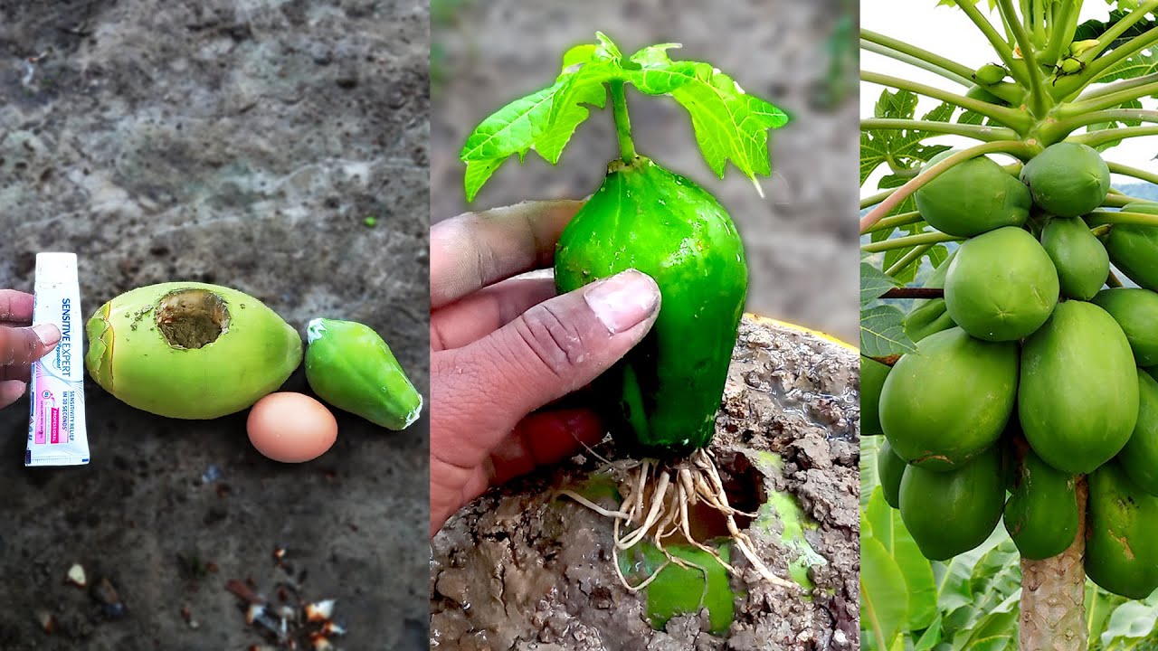 Unexpected method of planting papaya tree on coconut to bear fruit ...