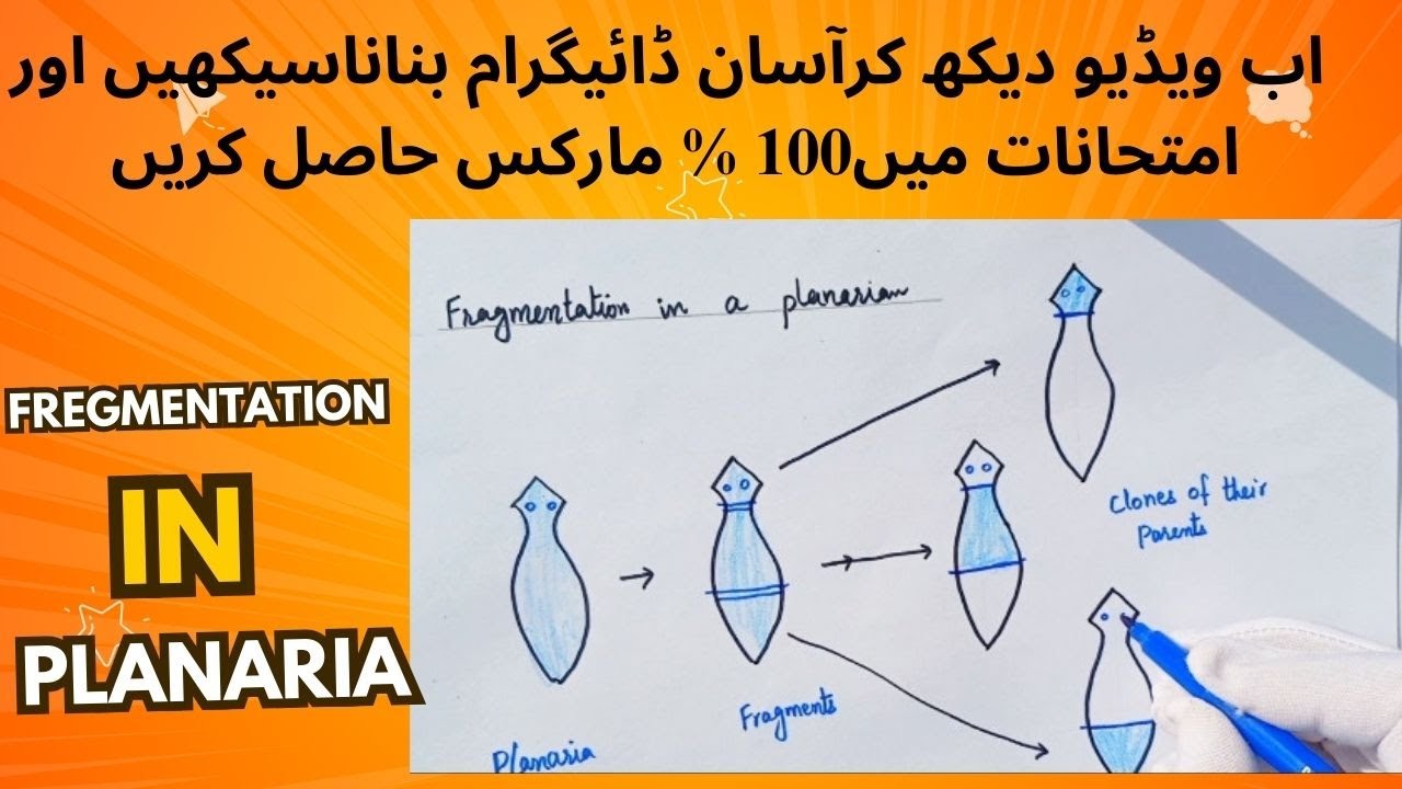 Easy way to draw fragmentation/ regenration in planaria - YouTube