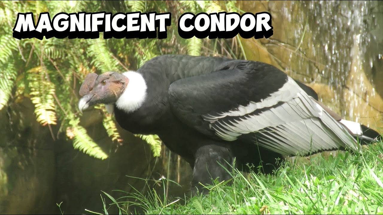 Magnificent Condor - YouTube