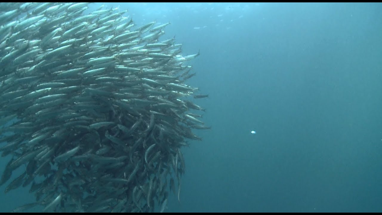 Little Forage Fish Make a Big Difference on the Pacific Coast | Pew ...