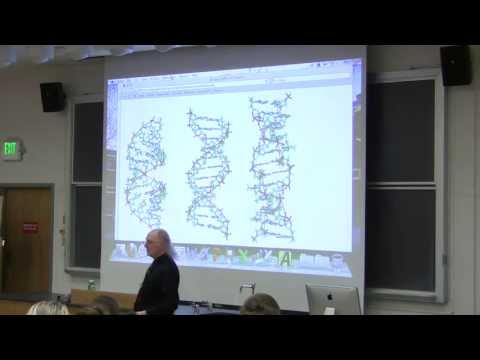 #15 Biochemistry Lecture (DNA Structure and Replication) from Kevin ...