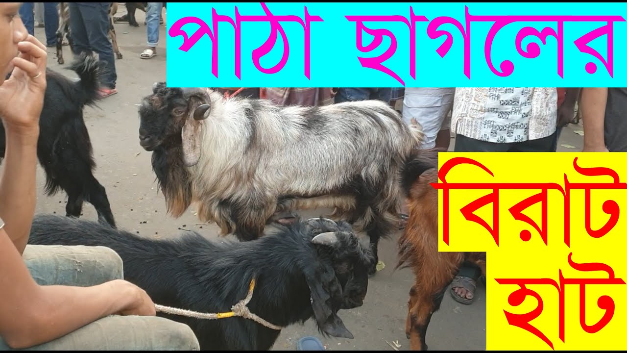 Male Goat Market | Big Goat Market | Patha Sagoler Hat Chattagram ...