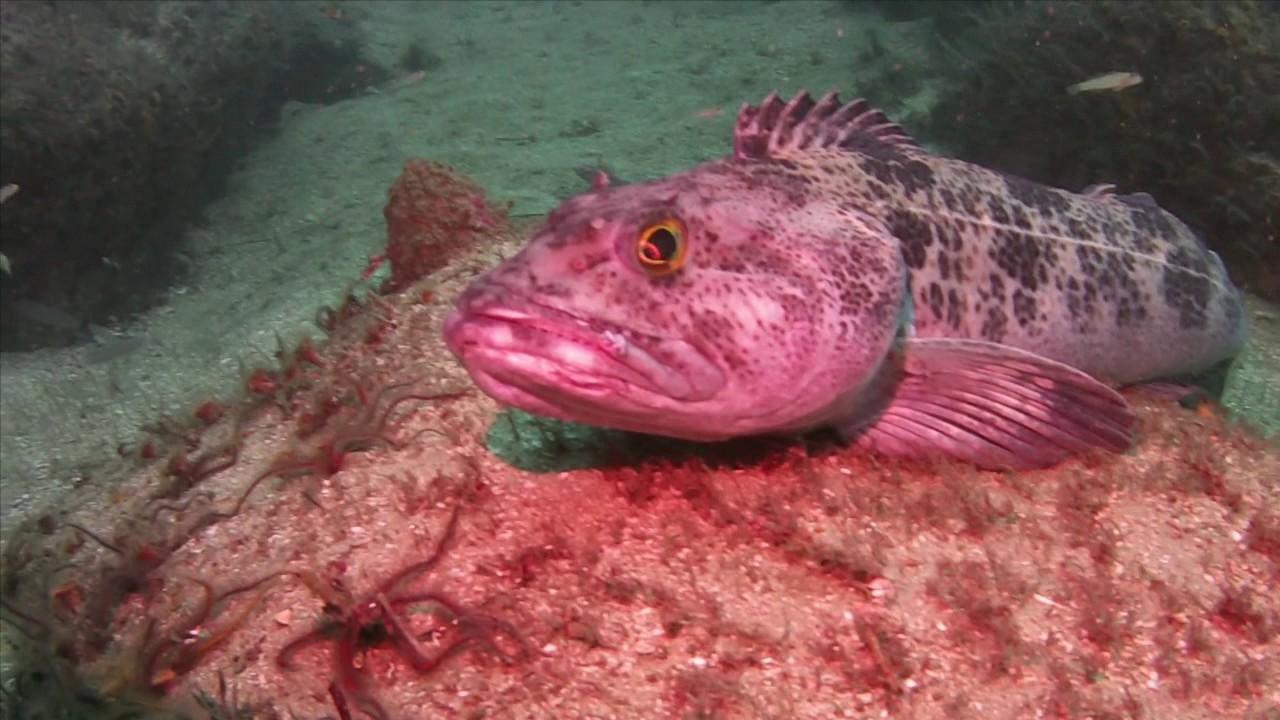 Bamboo Reef Fun Dive Febraury 2017 Monterey Bay - YouTube
