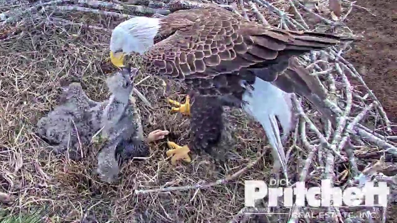 SWFL Eagles~That throws a bale of hay onto E21 😂~8 33 am 2023/01/24 ...