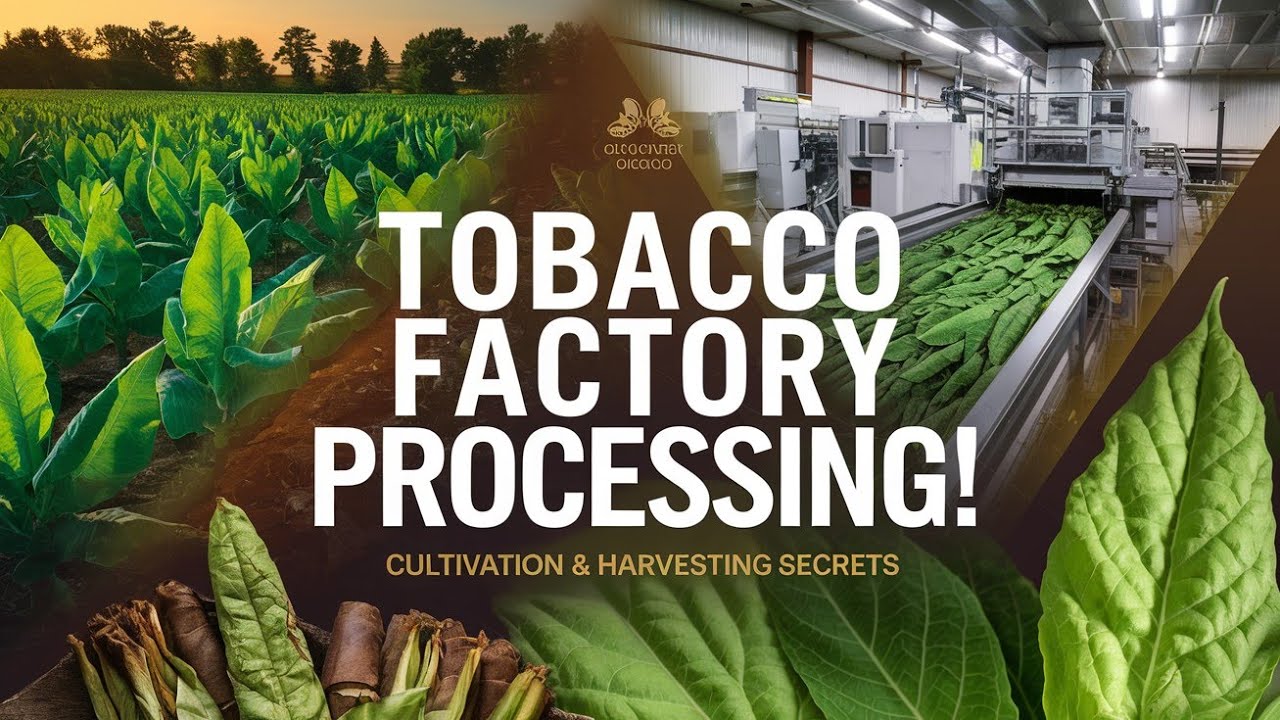 How To Process Tobacco in a Factory:Tobacco Cultivation and Harvesting# ...