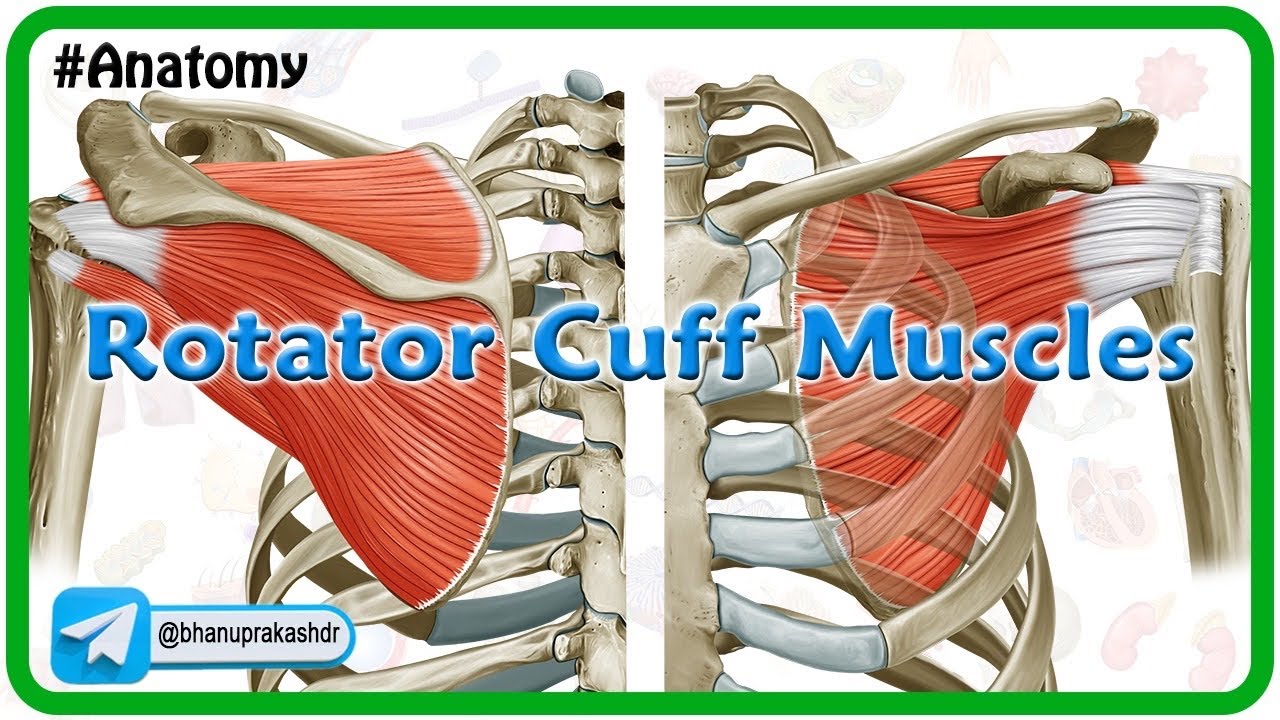 Rotator cuff muscles Anatomy💪 : Dr G Bhanu Prakash / USMLE Step 1 - YouTube