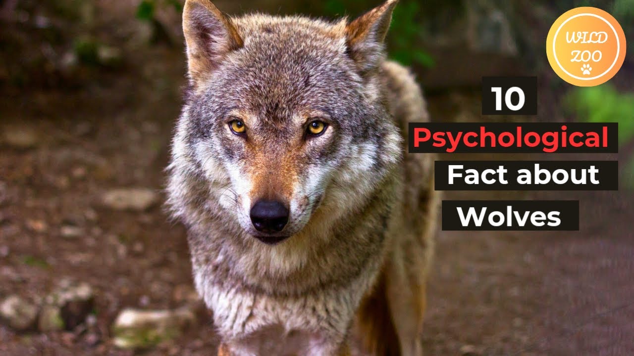 10 Psychology Mind-Blowing Facts About Wolves - YouTube