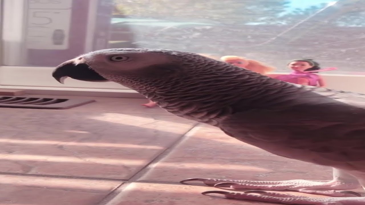 Intelligent parrot talking to its owner, intelligent and funny parrot ...