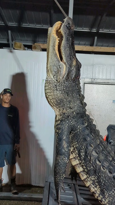 CANNIBAL GATOR CAUGHT!! #gatorseason #alligator #hunting #supertag # ...