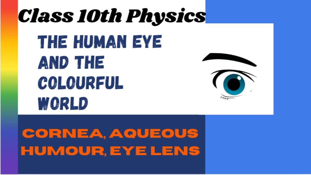 Human Eye | Cornea | Ciliary Muscles | Class 10 Physics - YouTube
