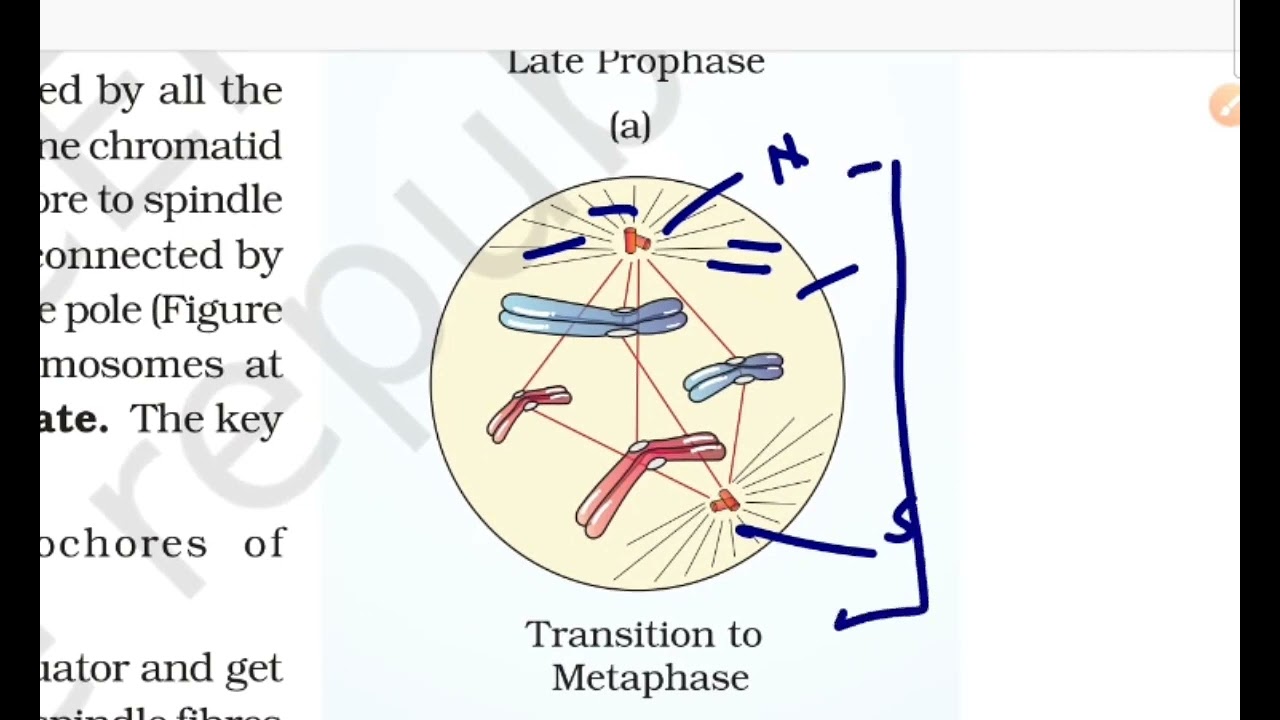 Mitosis - prophase metaphase anaphase telophase class 11 Biology NCERT ...