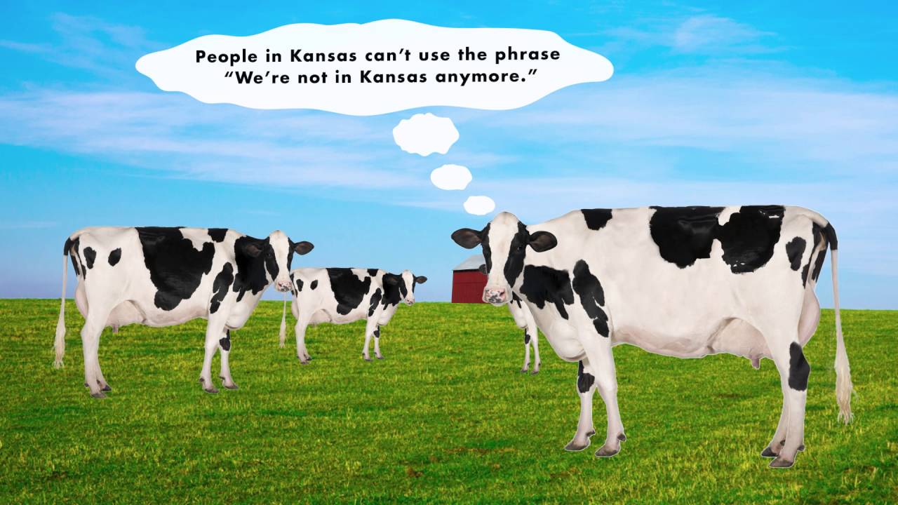 Cow Thoughts - YouTube