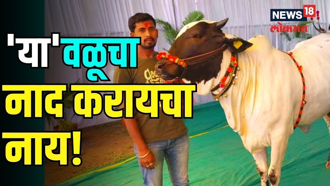 Devani Bull in Expo | 'या' वळूचा नाद करायचा नाय! महा एक्स्पोमध्ये वेधलं ...