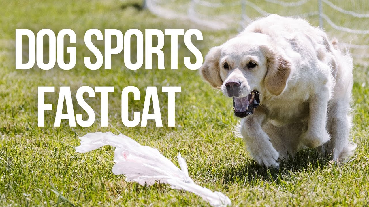 Fast CAT Dog Sport: Golden Retriever's 8 Second Run! - YouTube