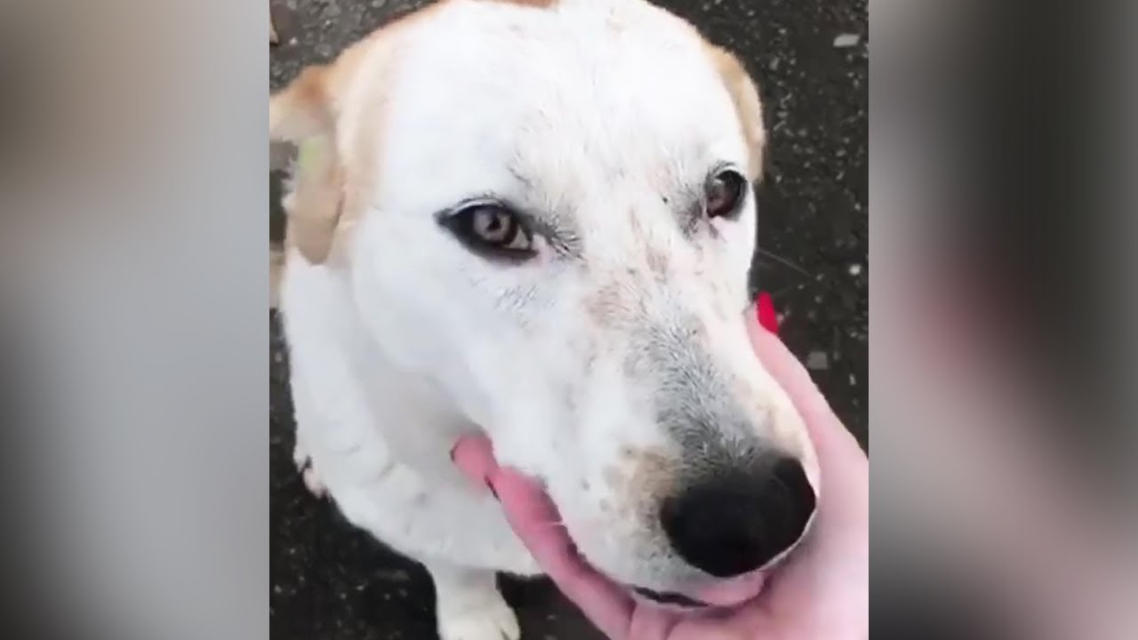 She limped over and cried after being abandoned after a failed surgery ...