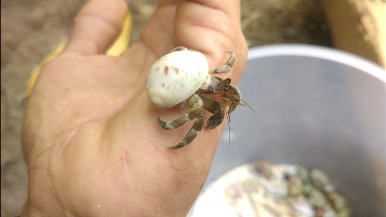 macam-macam jenis kelomang /hermit crab ||animalstv77 - YouTube