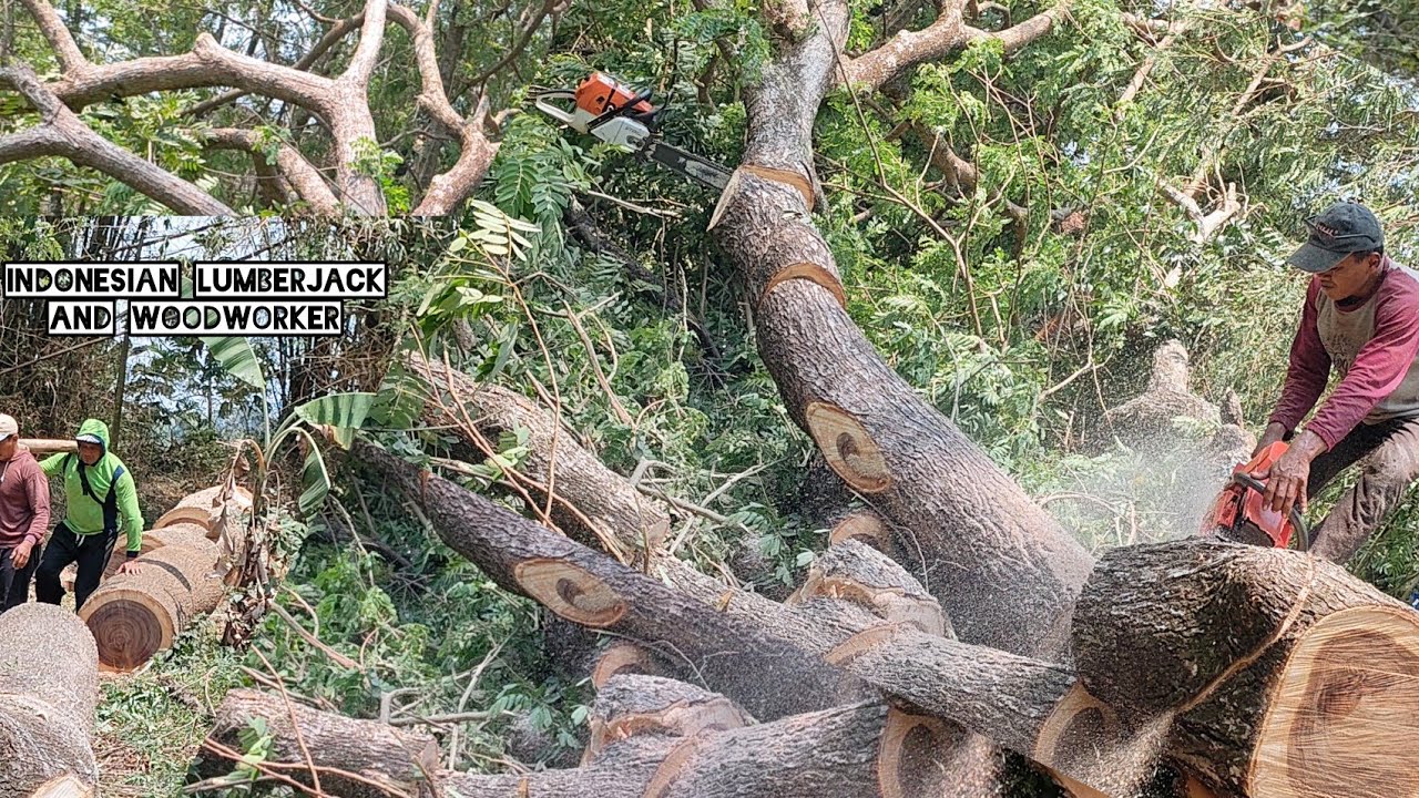 Heavy Logging !! Cut down a large tree & as high as the tip of a bamboo ...