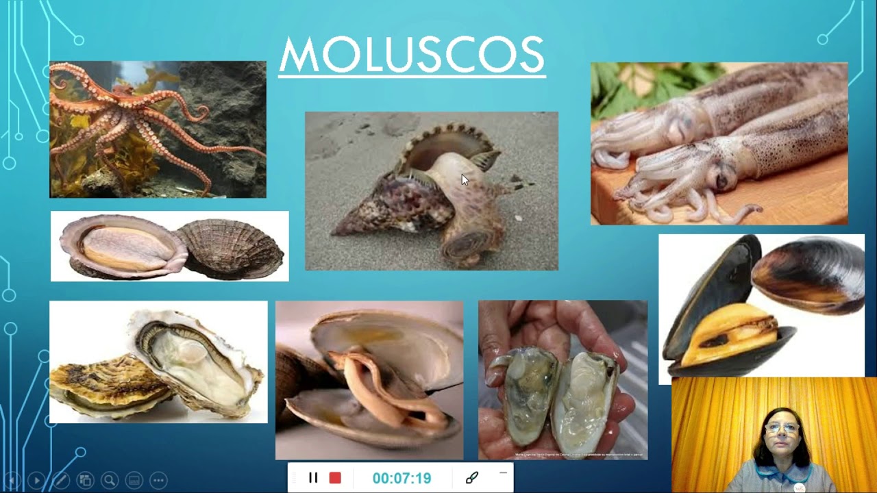 Especies marinas: moluscos, crustáceos y algas - YouTube