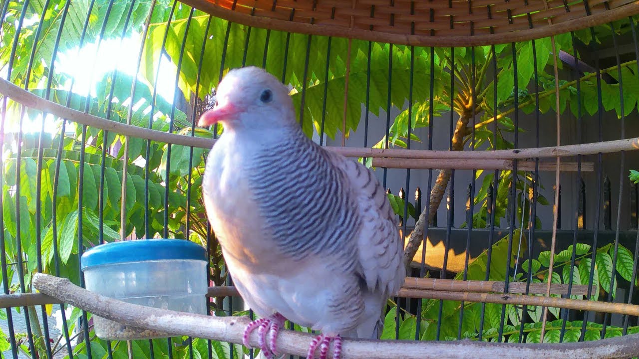 Perkutut Silver Suara Besar dan Kencang, Cocok untuk pancingan perkutut ...