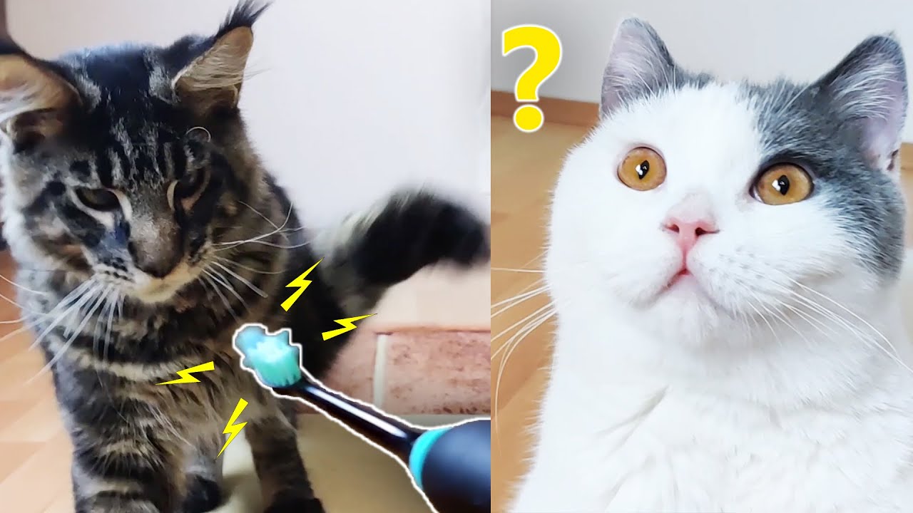 Cats vs Electric Toothbrush - YouTube