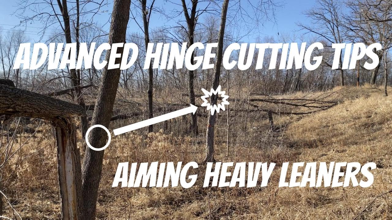 HINGE CUT BEDDING AREA: Save time aiming trees to knock over other ...