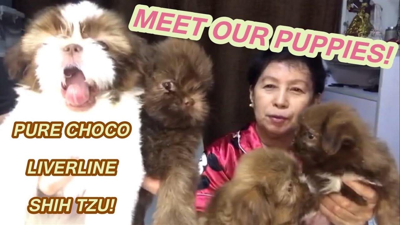 Meet Our Puppies! | Pure Choco Liverline Shih Tzu - YouTube