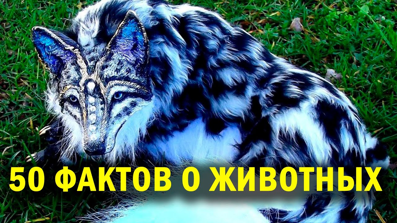 ИНТЕРЕСНЫЕ ФАКТЫ О ЖИВОТНЫХ ТОП 50 фактов про животных о которых вы не
