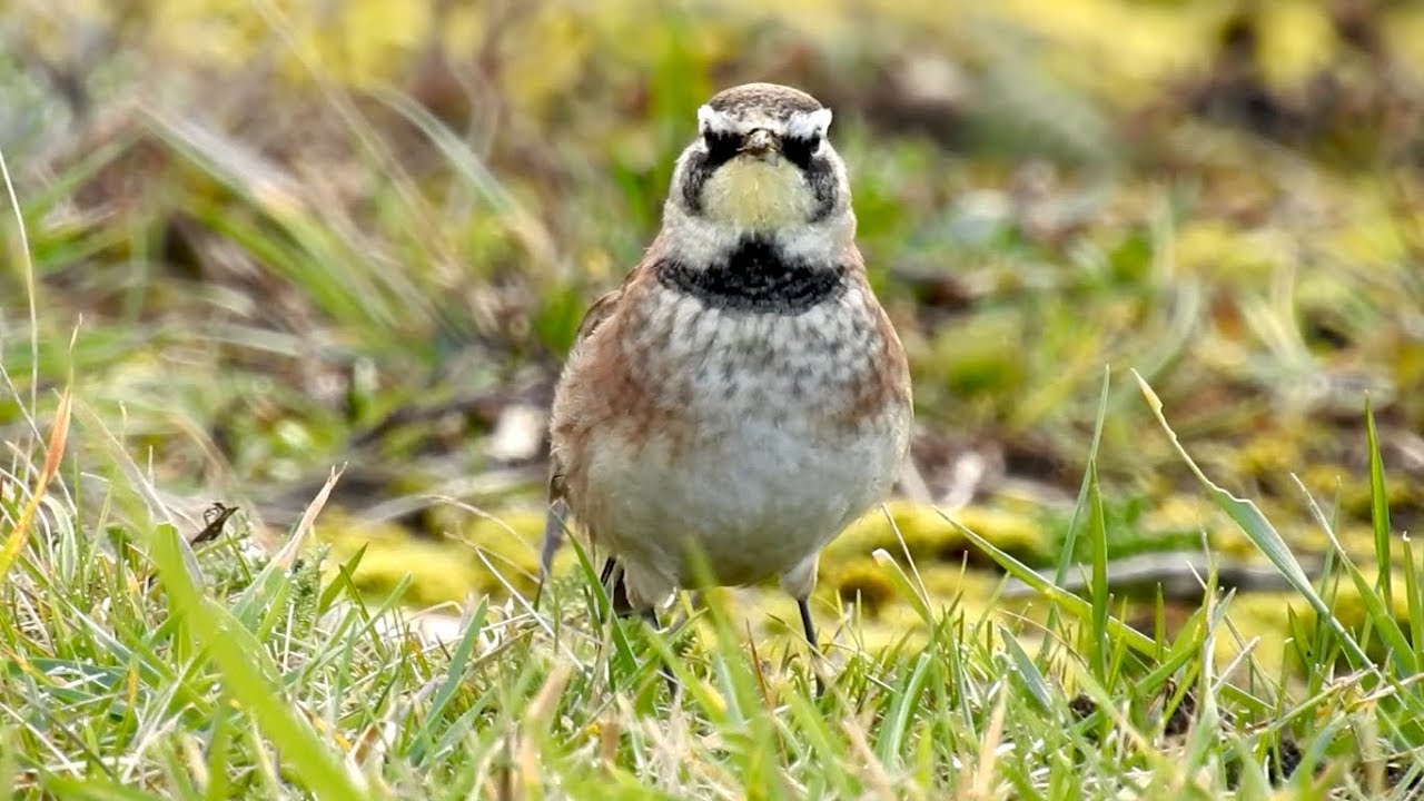 American Horned Lark at Staines Reservoirs (28-01-18) - YouTube