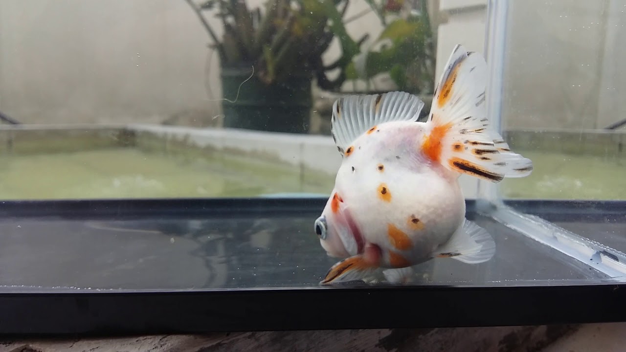 Ikan mas koki Ryukin calico 65 - YouTube